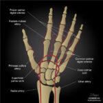 What Type of Joint is the Radiocarpal Joint? | MedBrane
